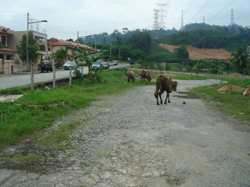 Taman Desa Indah (TDI) Batu Caves: Lembu Ternakan Berkeliaran di Kg ...