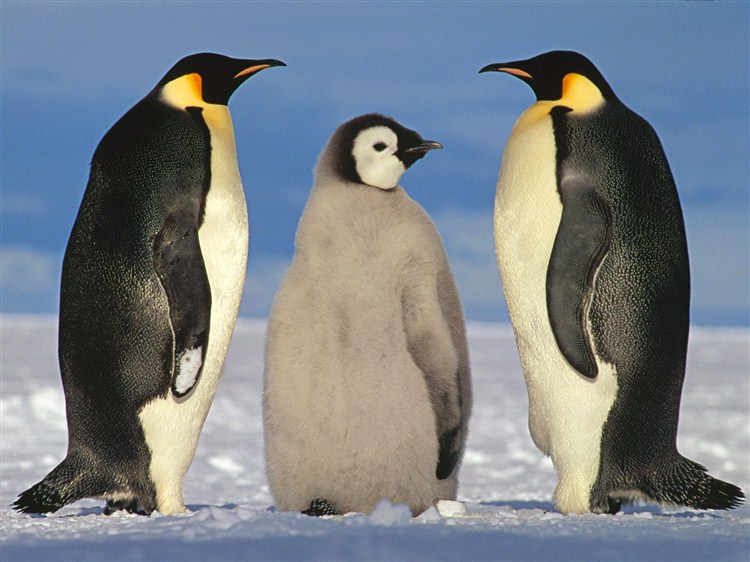 ImagemNoção: Pinguins (11 fotos)