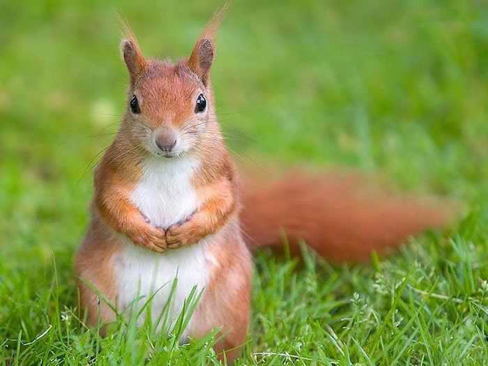 ImagemNoção: Esquilos (11 fotos)