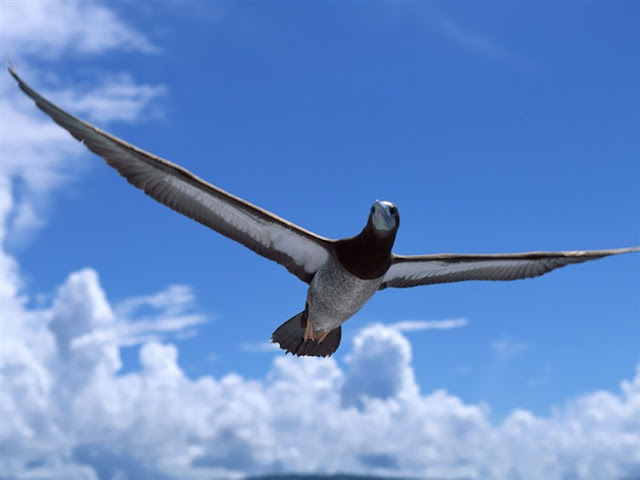 ImagemNoção: Aves Voando (13 fotos)