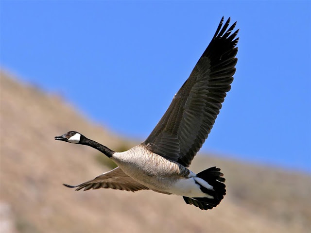 ImagemNoção: Aves Voando (13 fotos)