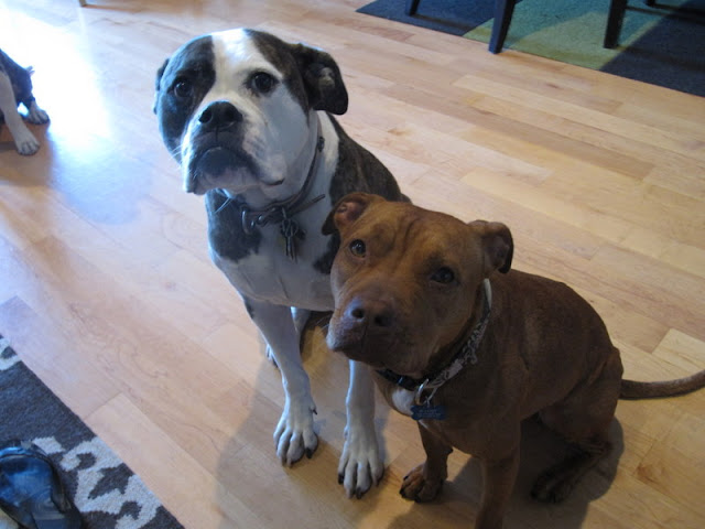 Two Pitties in the City: Pooches: The Unexpected Pit Bull