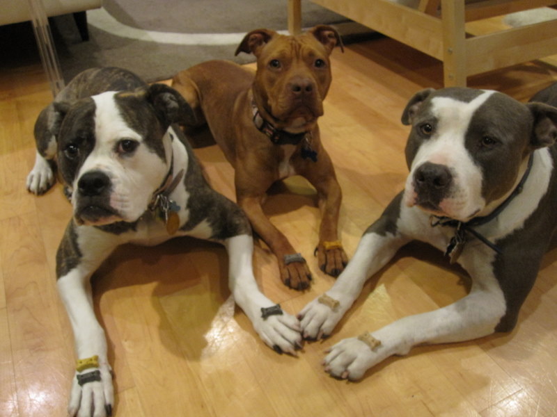 Two Pitties in the City: Pooches: The Unexpected Pit Bull