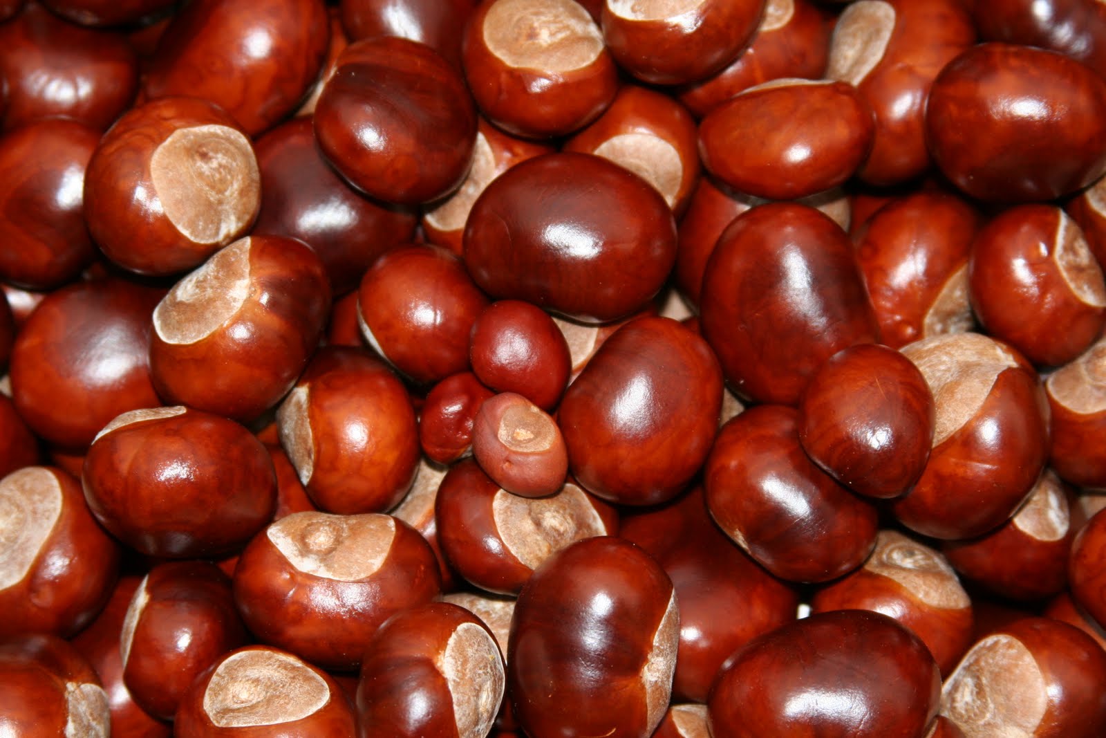 Trädgård, stickning och lite till: Kastanjer & Pumpor