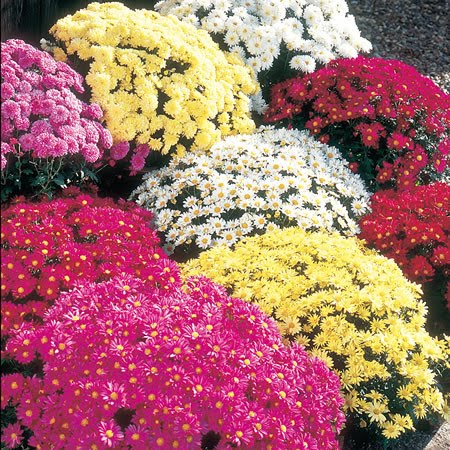 Franklin County (PA) Gardeners: Mums the Word