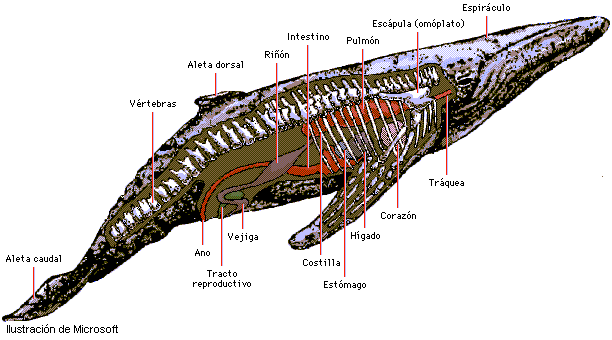 Animales Marinos: Ballenas