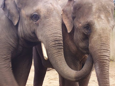 For Elephant & Vlog Lovers: 4 .Biology and behavior