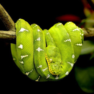 Mundo rastejante: Corallus caninus