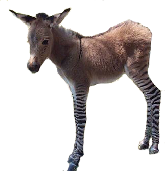 I Spy Animals: Zonkeys and zorses (or hebras?)