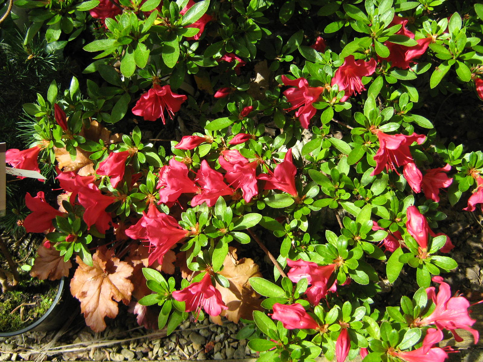 GBBD: Whilst I Was Away...