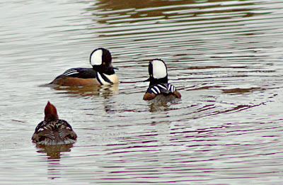 Creative Commons Animal Photos - Free Technology For Teachers