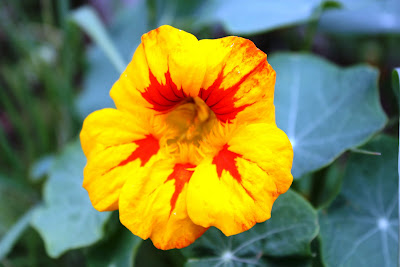 One foot in the Karoo: More Prince Albert flowers