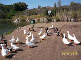 Mario Blanco: ISLA DE LOS PATOS