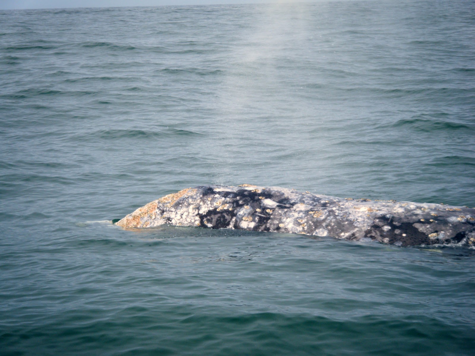 Oregon Whale Watching Tours: Photos and Videos