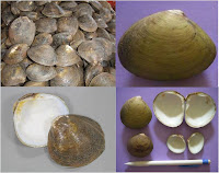 Sepintas Tentang Kerang Kepah (Polymesoda erosa) | Samsul Rizal