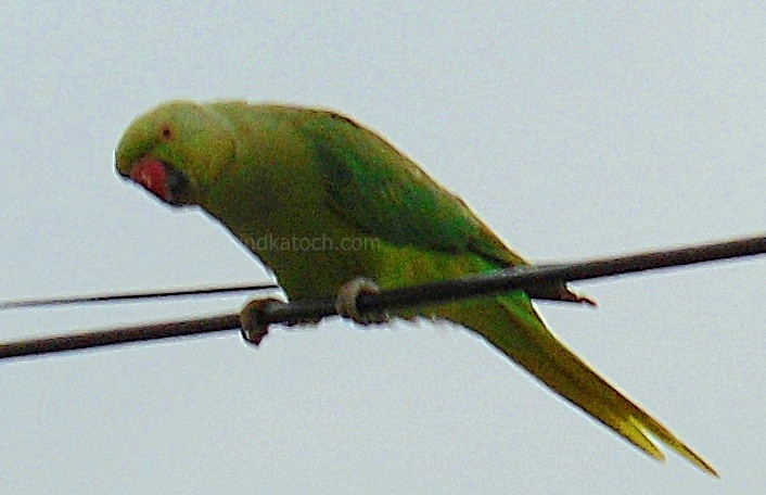 Beautiful Parrots HD Pictures (Himalayan Multicolored Parrots)