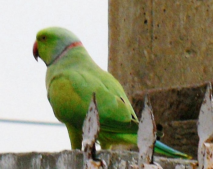 Beautiful Parrots HD Pictures (Himalayan Multicolored Parrots)