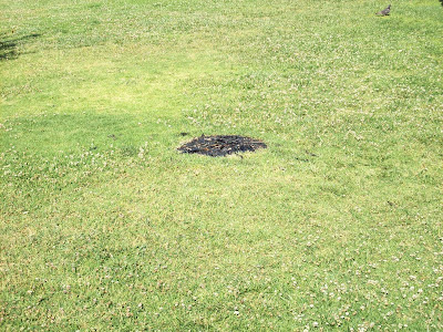 BUMMER-FREE ZONE: LA BREA MEANS TAR IN SPANISH