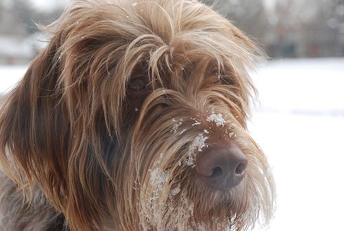 Grifón Korthal | Wirehaired Pointing Griffon | Razas de Perros