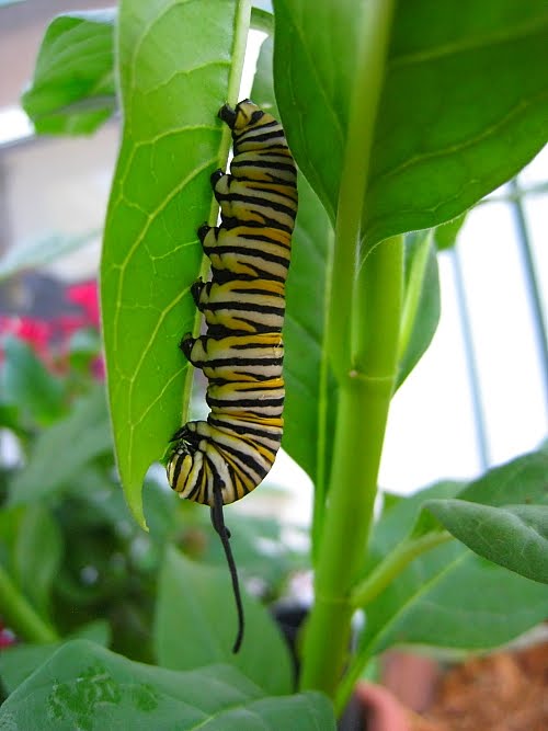 GetawayMoments: Monarch Butterfly Birth