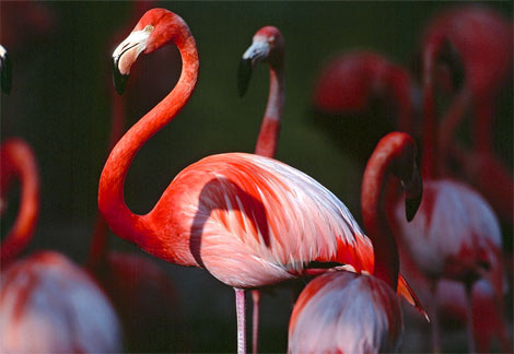 Knowledge Era: Flamingos Apply "Makeup" to Impress Mates