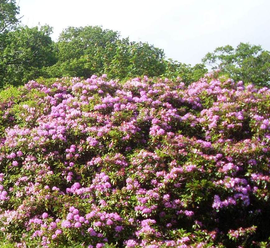 Scottish invasives: Introducing Rhododendron ponticum ...