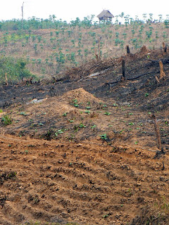 Hayley's AP World History Blog: Swidden Agriculture