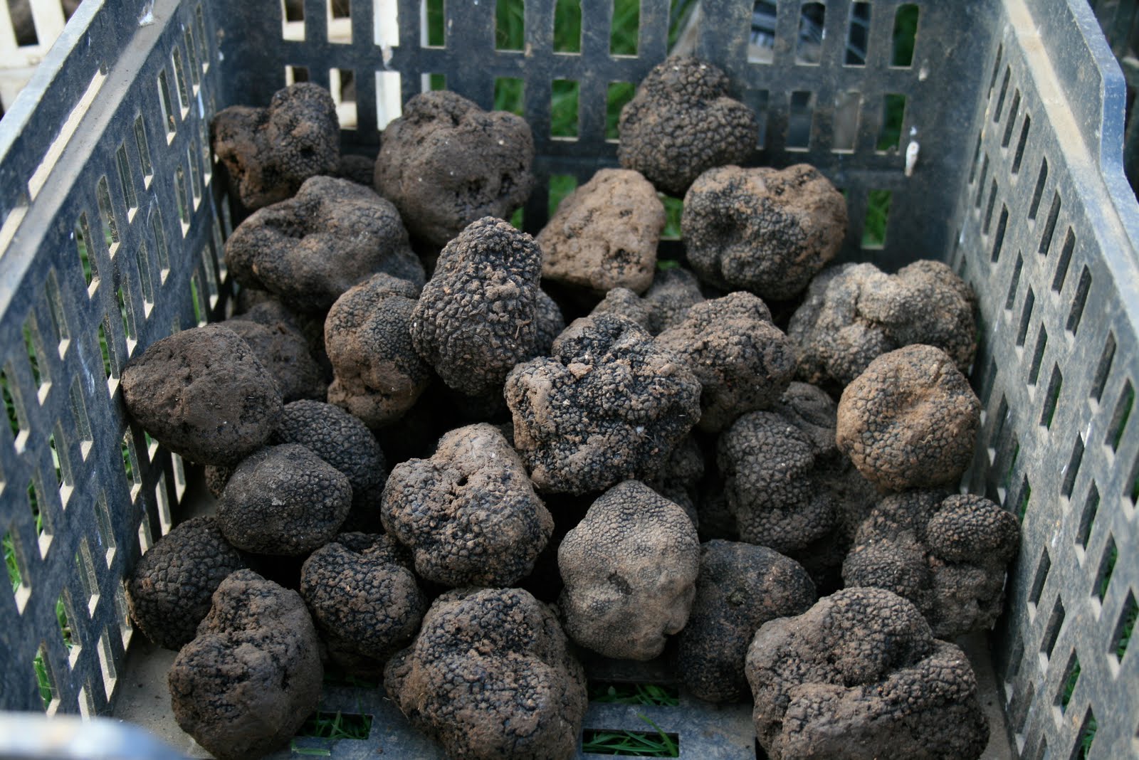 Truffoir - Lumea trufelor așa cum o vedem noi...: 1 mai. Start la ...