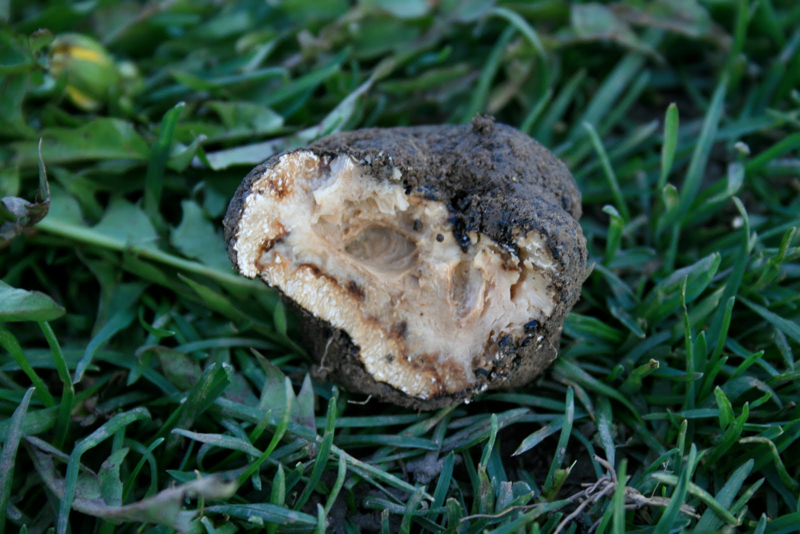 Truffoir - Lumea trufelor așa cum o vedem noi...: 1 mai. Start la ...