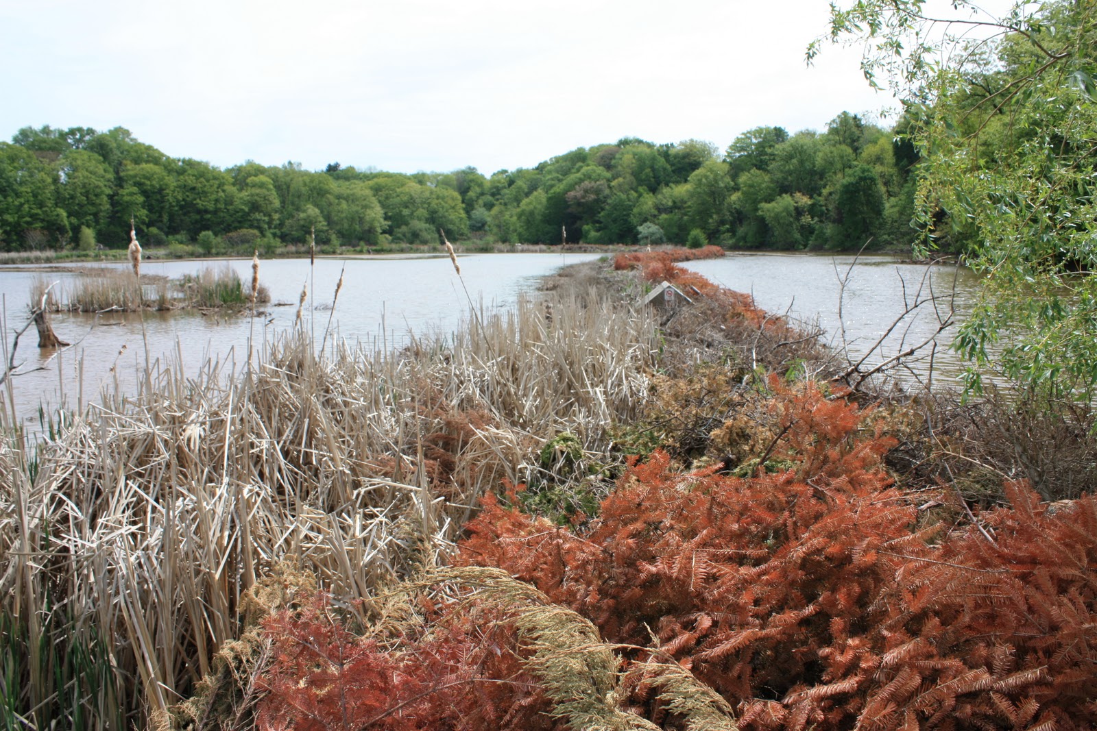 The Chippbutty: Cootes Paradise. Hamilton ....