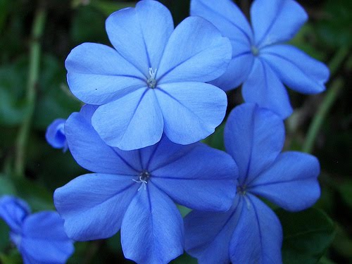 El Romanticismo español: La flor azul