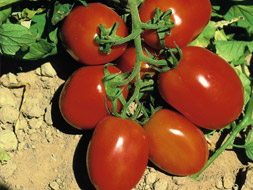 como cultivar tomate en Arboletes: tomate rio grande
