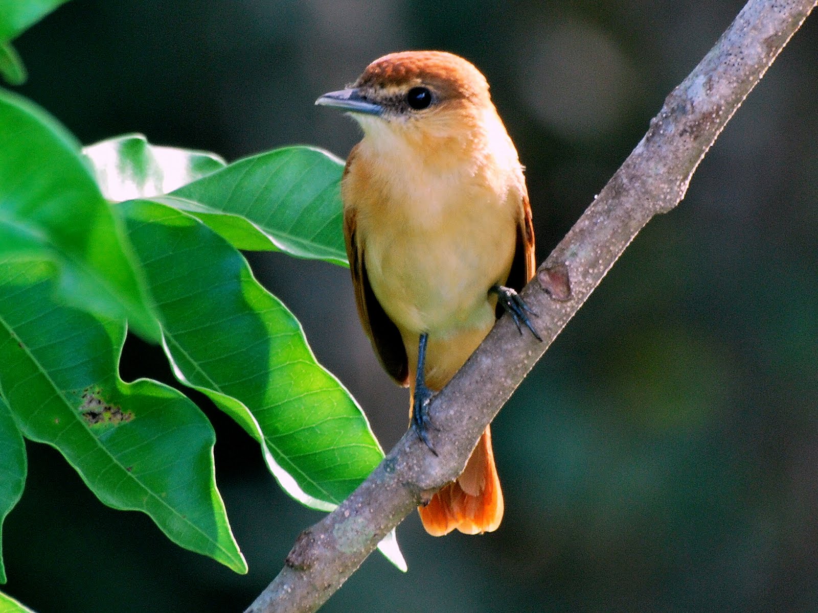 anyone any idea? Somewhere in the foothills of the sierra nevada de ...