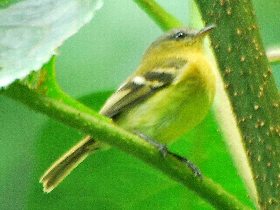 Jan Axel's Blog: Birding the higher slopes of Cerro Montezuma. Part I