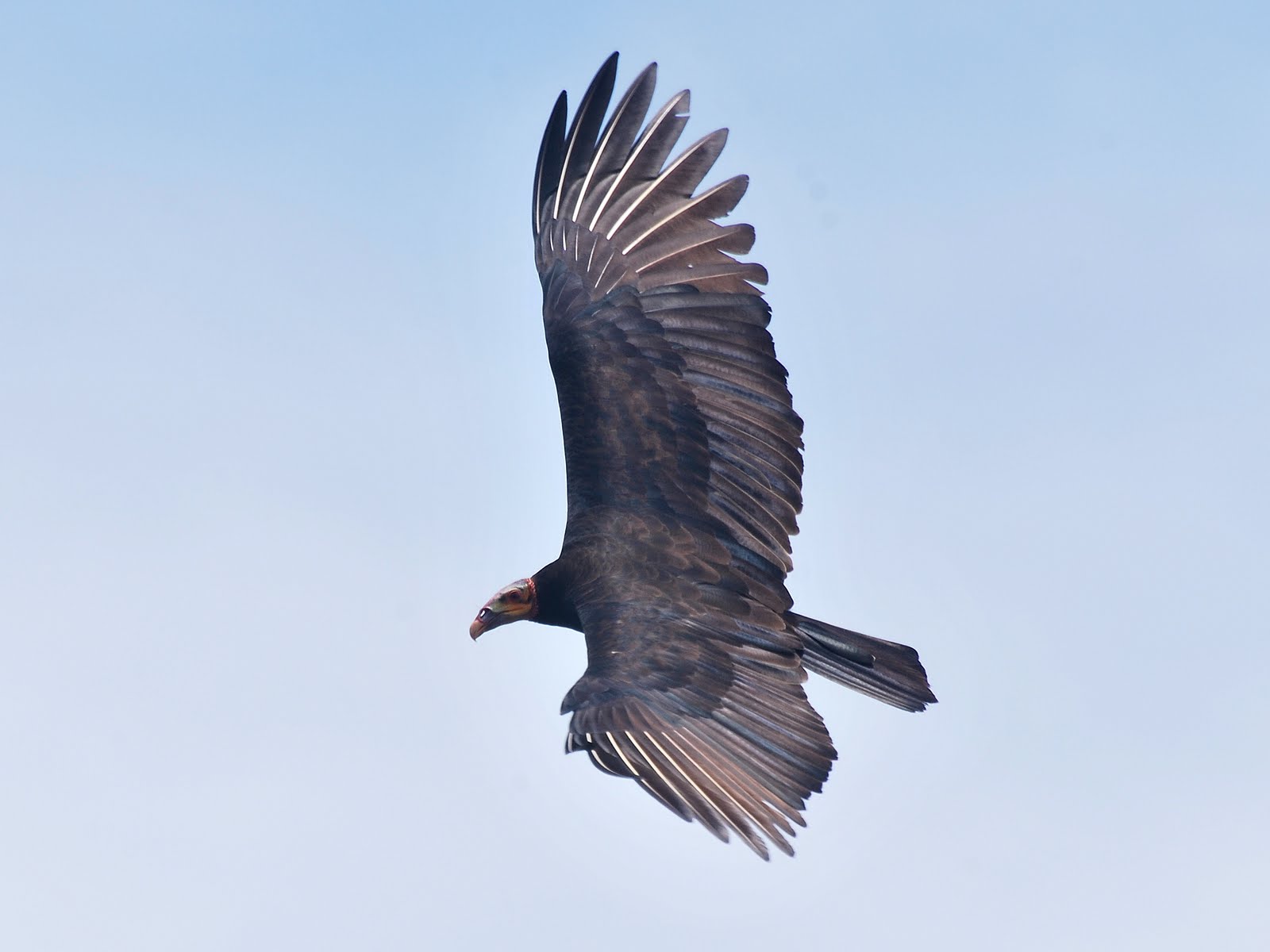 Jan Axel's Blog: Panama's Vultures