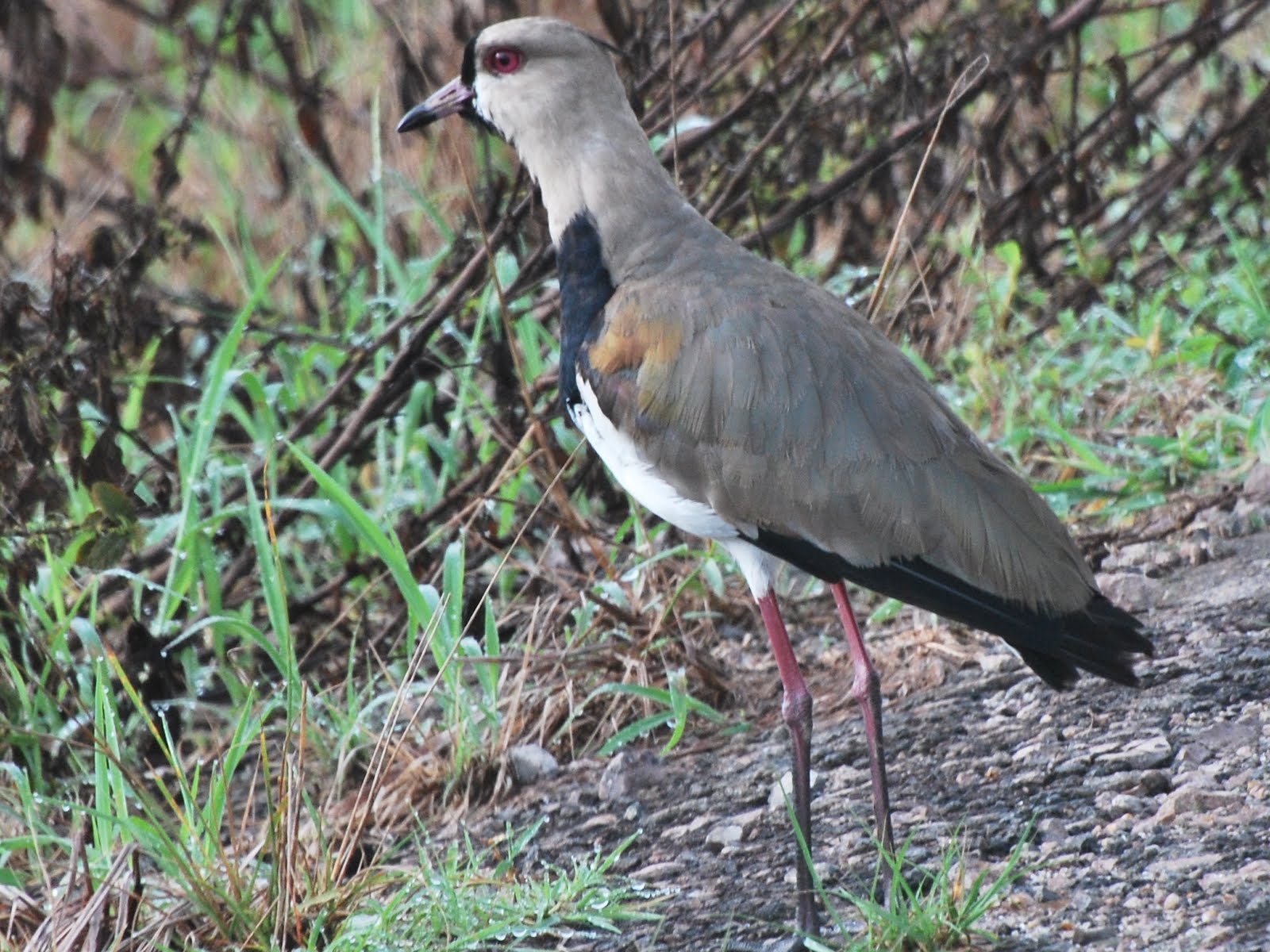 Jan Axel's Blog: Savanna birding