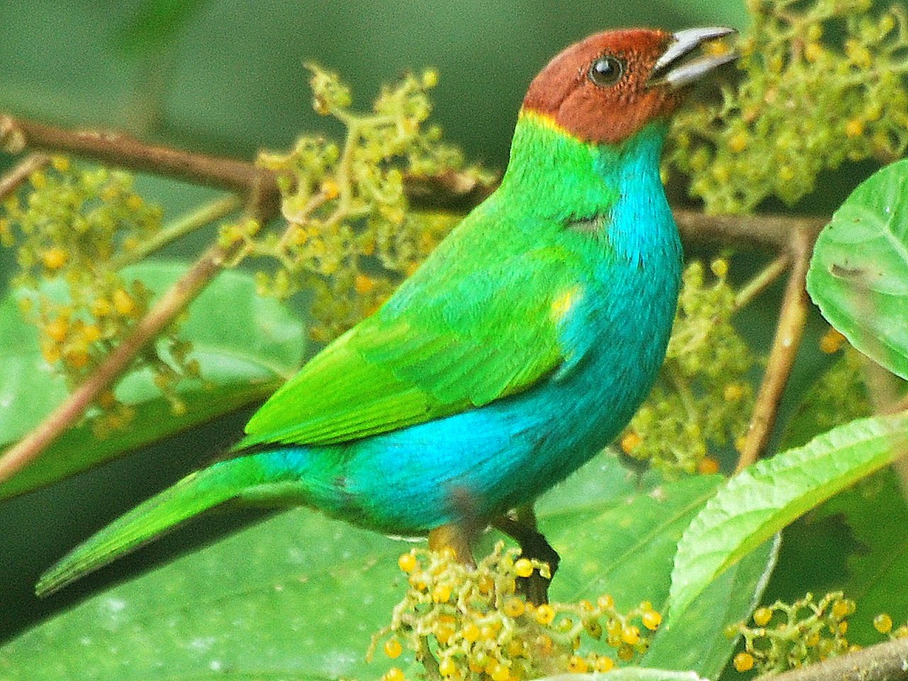 Jan Axel's Blog: Lazy birding