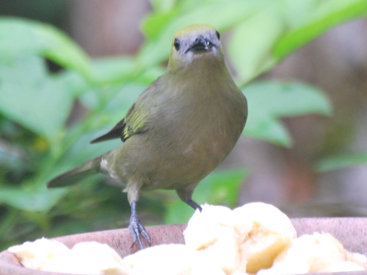 Jan Axel's Blog: Lazy birding