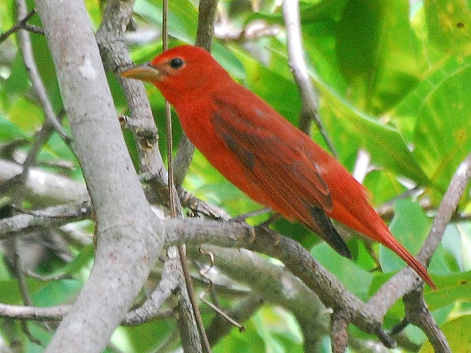 Jan Axel's Blog: Watching birds in Penonome