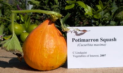 Gardening along the creek...: I LOVE Winter Squash!