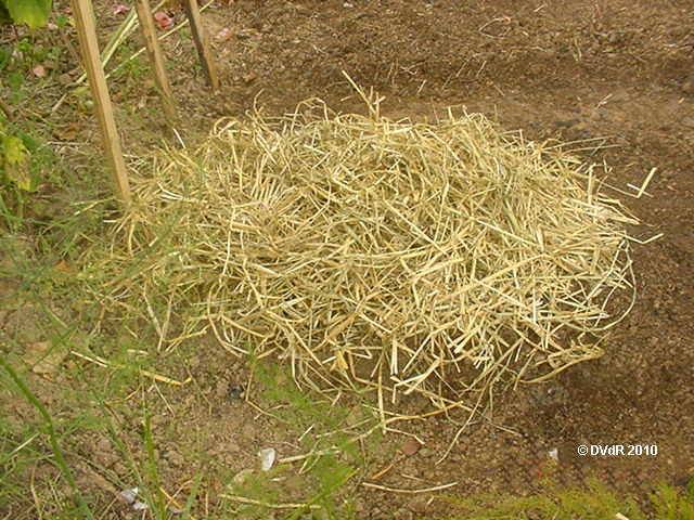 Gardening along the creek...: Planting Garlic and Shallots