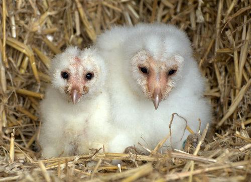 British Wildlife Centre ~ Keeper's Blog: Barn Owl chicks