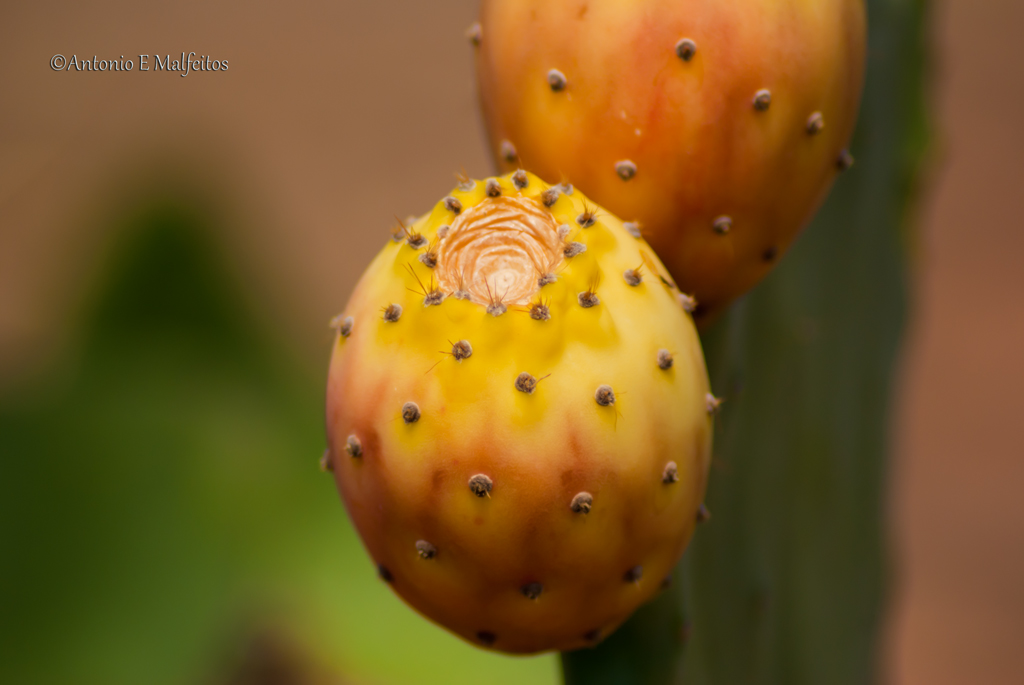 Desde Valdearenales: Higos Chumbos