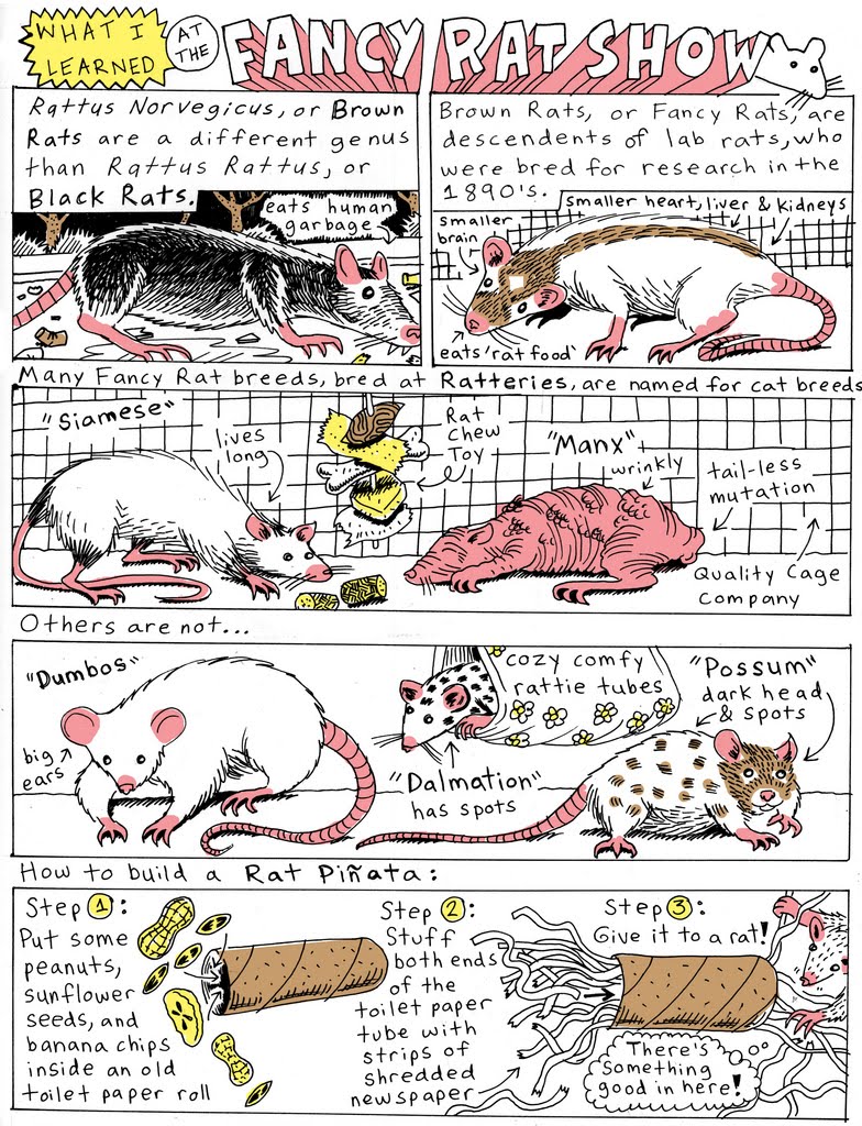 PRO-COMICS: What I Learned at the Fancy Rat Show