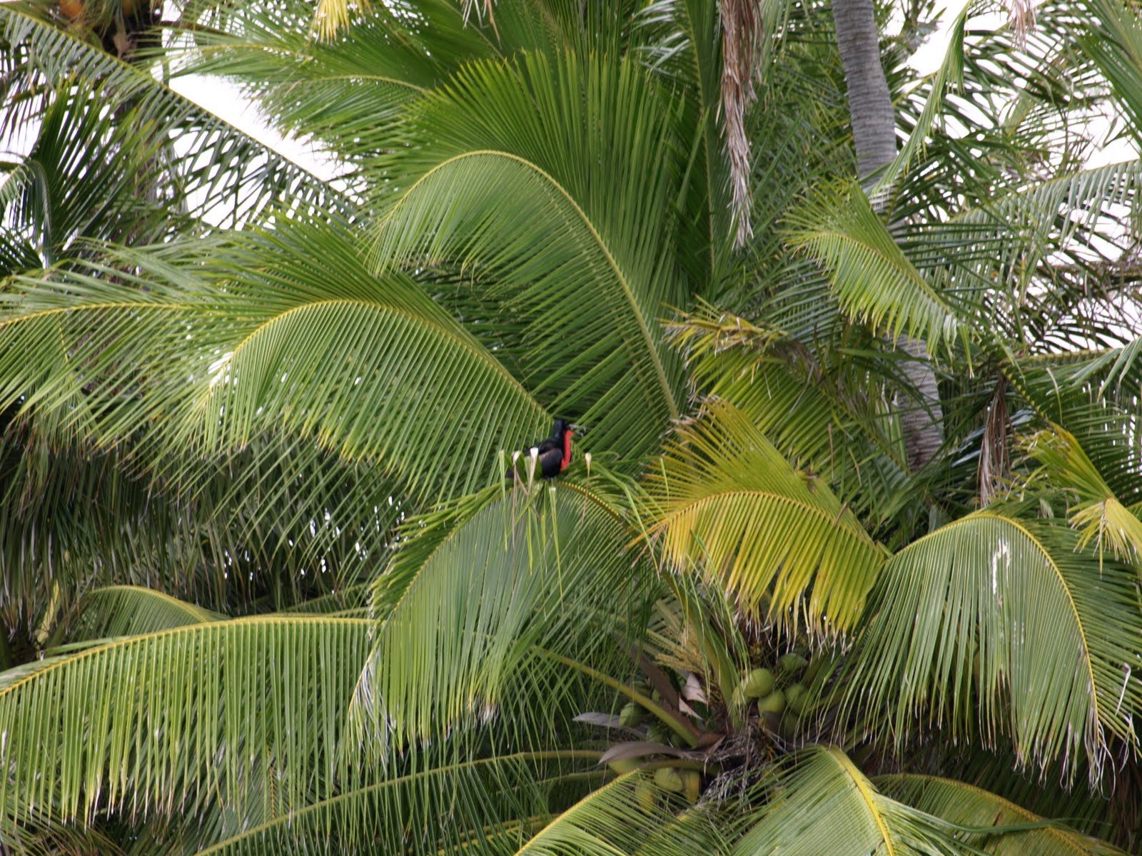 Kiritimati: Captain Cook Hotel - New Fishing Paradise