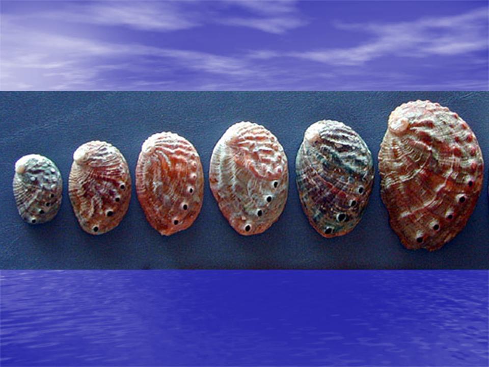 Asix Poel: BUDIDAYA ABALON