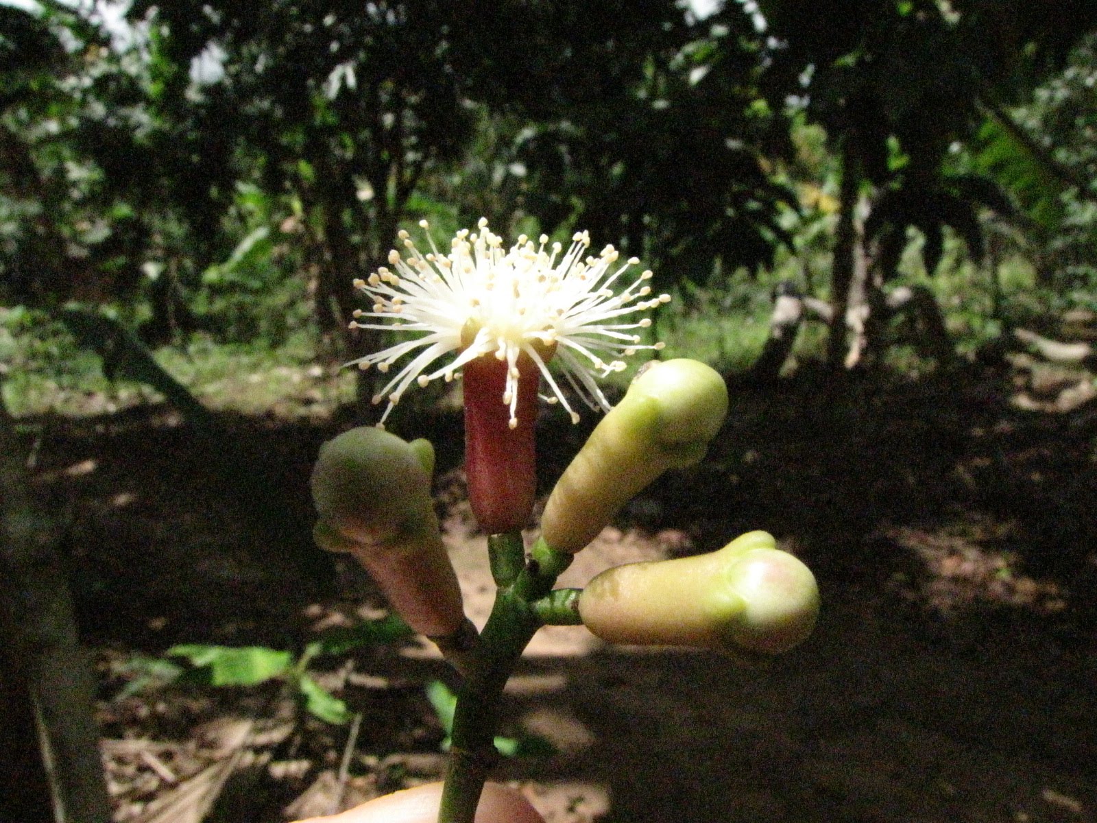 Lil and John meandering through Africa: Zanzibar, the Spice Island ...