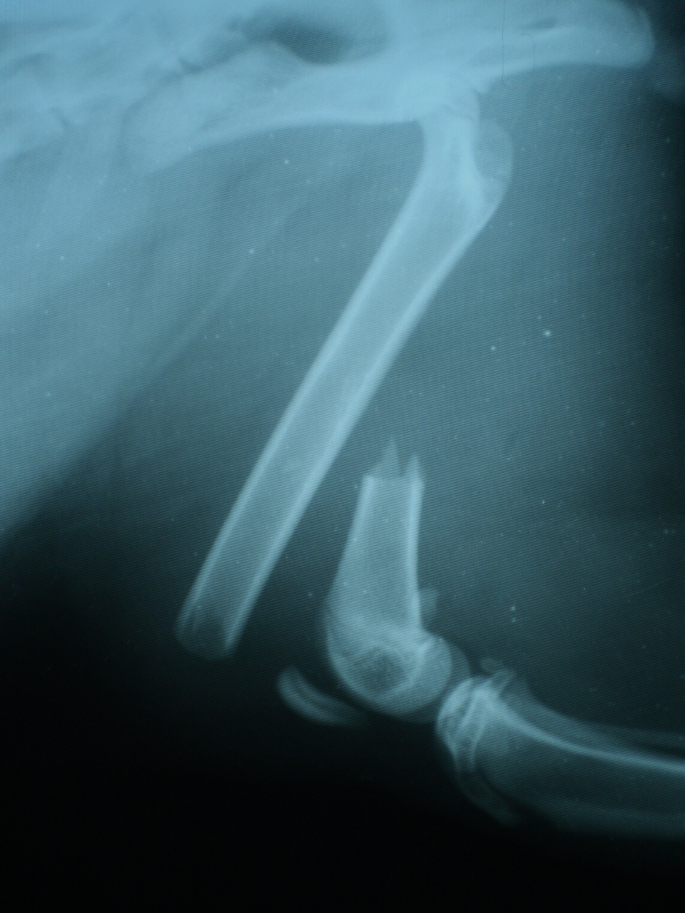 Traumatologia y Cirugia Ortopedica Veterinaria: FRACTURA FEMORAL EN GATO