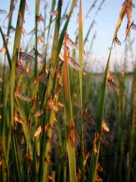 Mayfly Hatch Photos