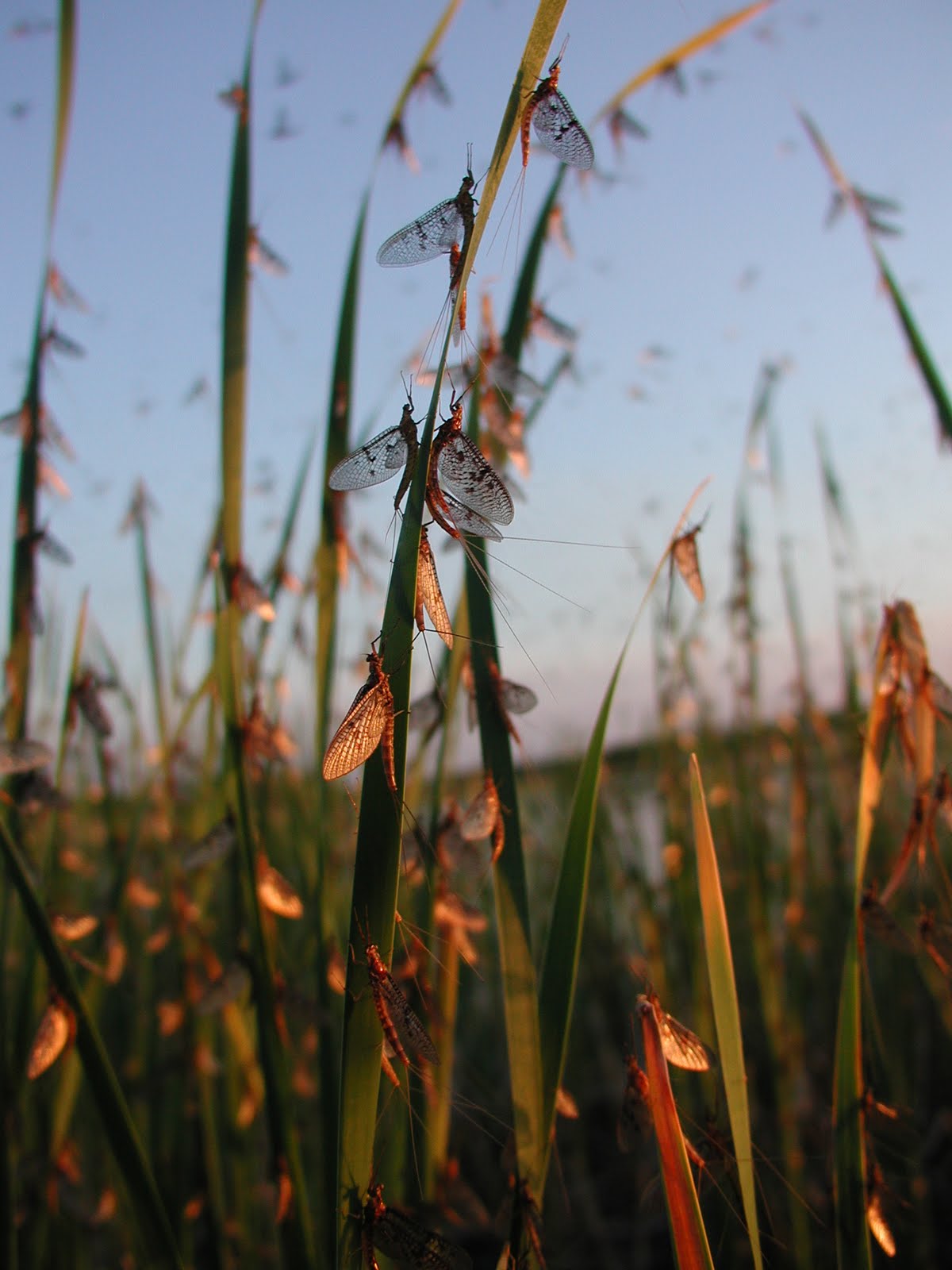 Mayfly Hatch Photos
